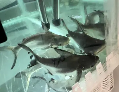 Shark Fish Adoption - Free Pets - petopic