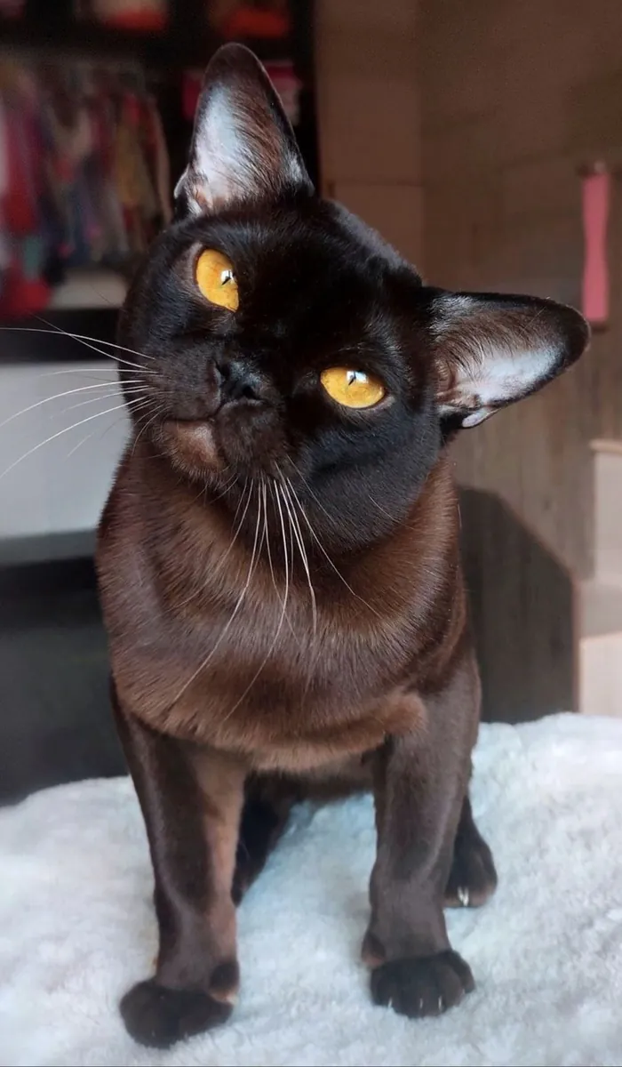 European Burmese Cat Adoption | Social and Loving Companion - petopic