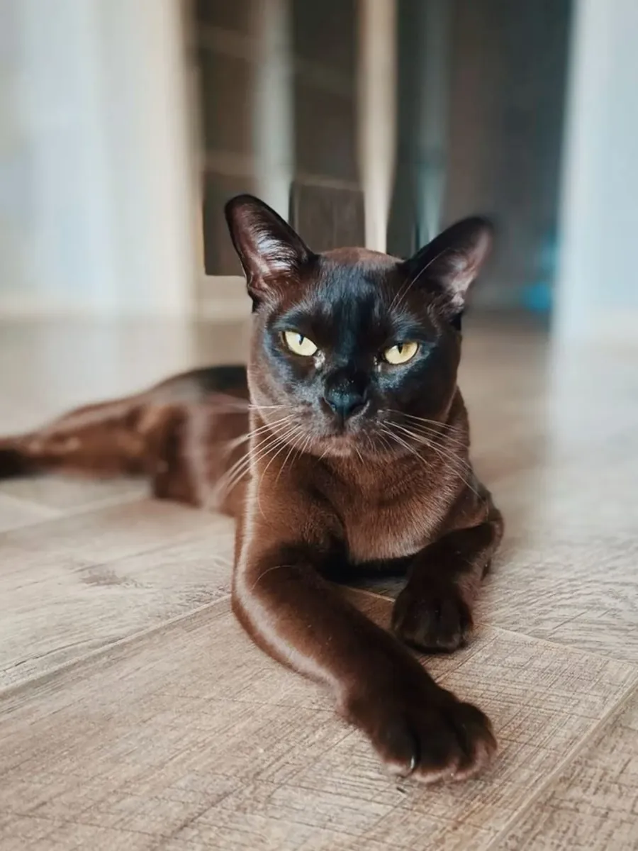 European Burmese Cat Adoption | Social and Loving Companion - petopic