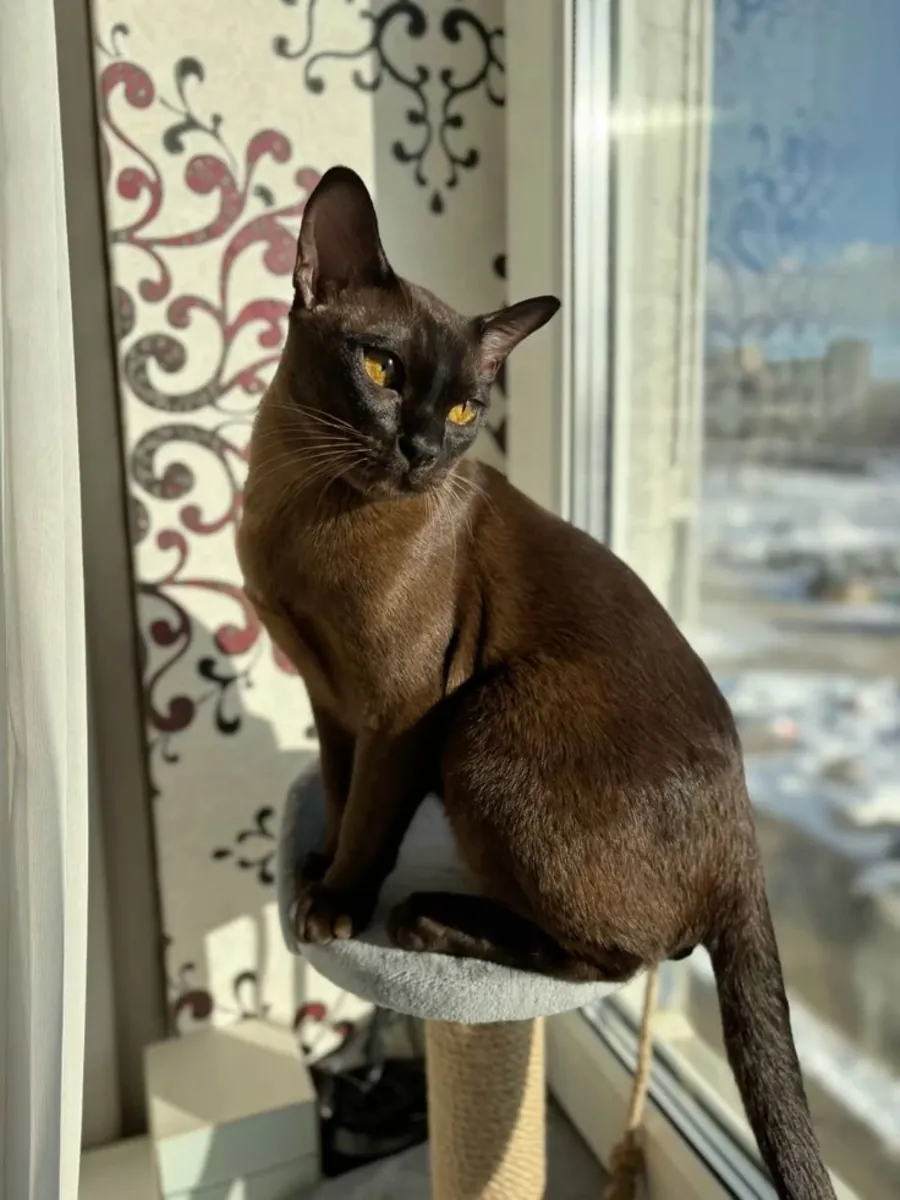 European Burmese Cat Adoption | Social and Loving Companion - petopic