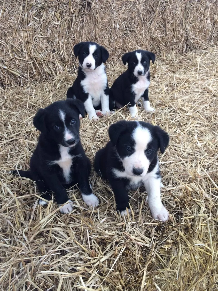 Border Collie puppies - petopic