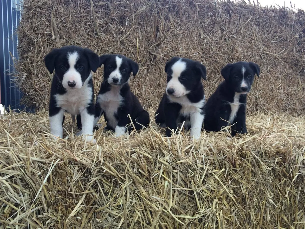 Border Collie yavruları - petopic