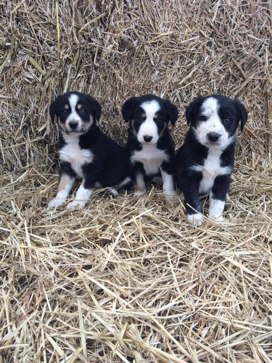 Border Collie puppies - petopic