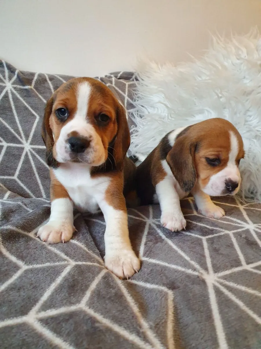 Cría de cachorros beagle - petopic
