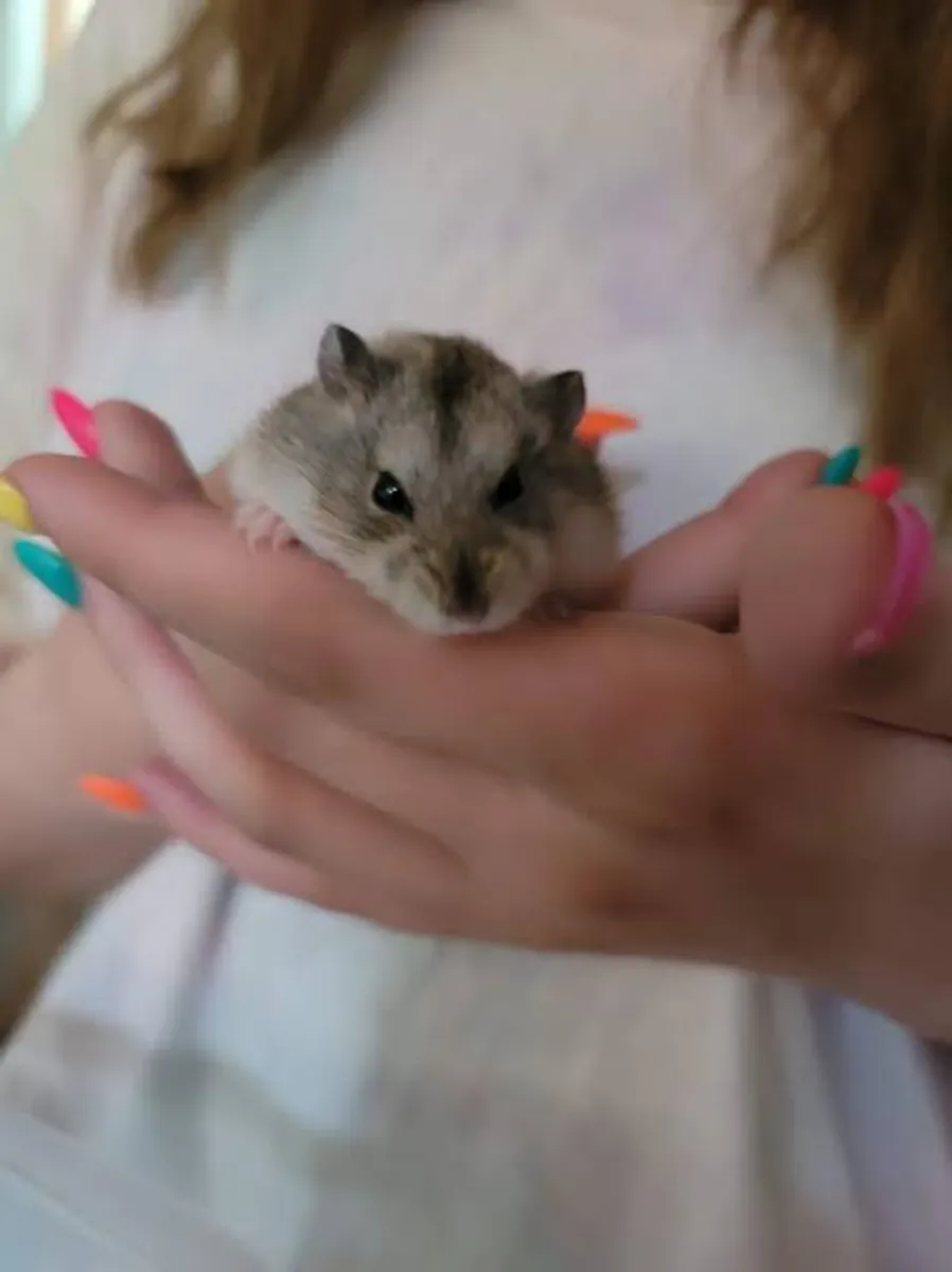 Ofrecemos adopción gratuita de nuestro hámster coreano de raza rara. - petopic